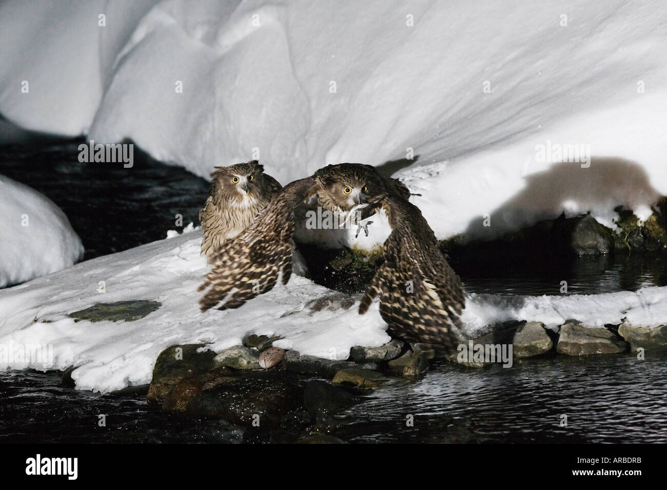 Blakiston's Fish Owls, Rausu, Hokkaido, Japan Stock Photo - Alamy