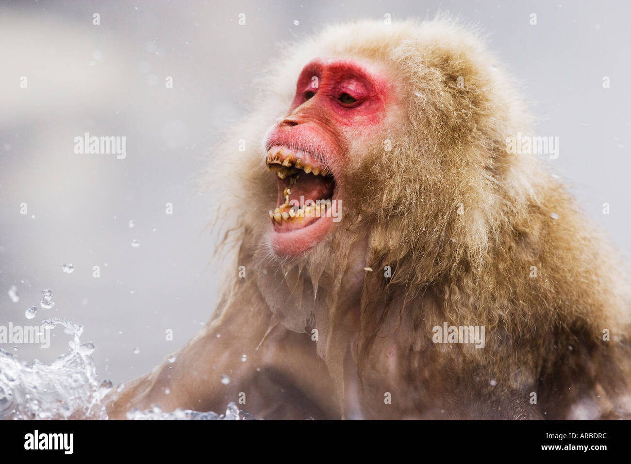 Macaque scream hi-res stock photography and images - Alamy