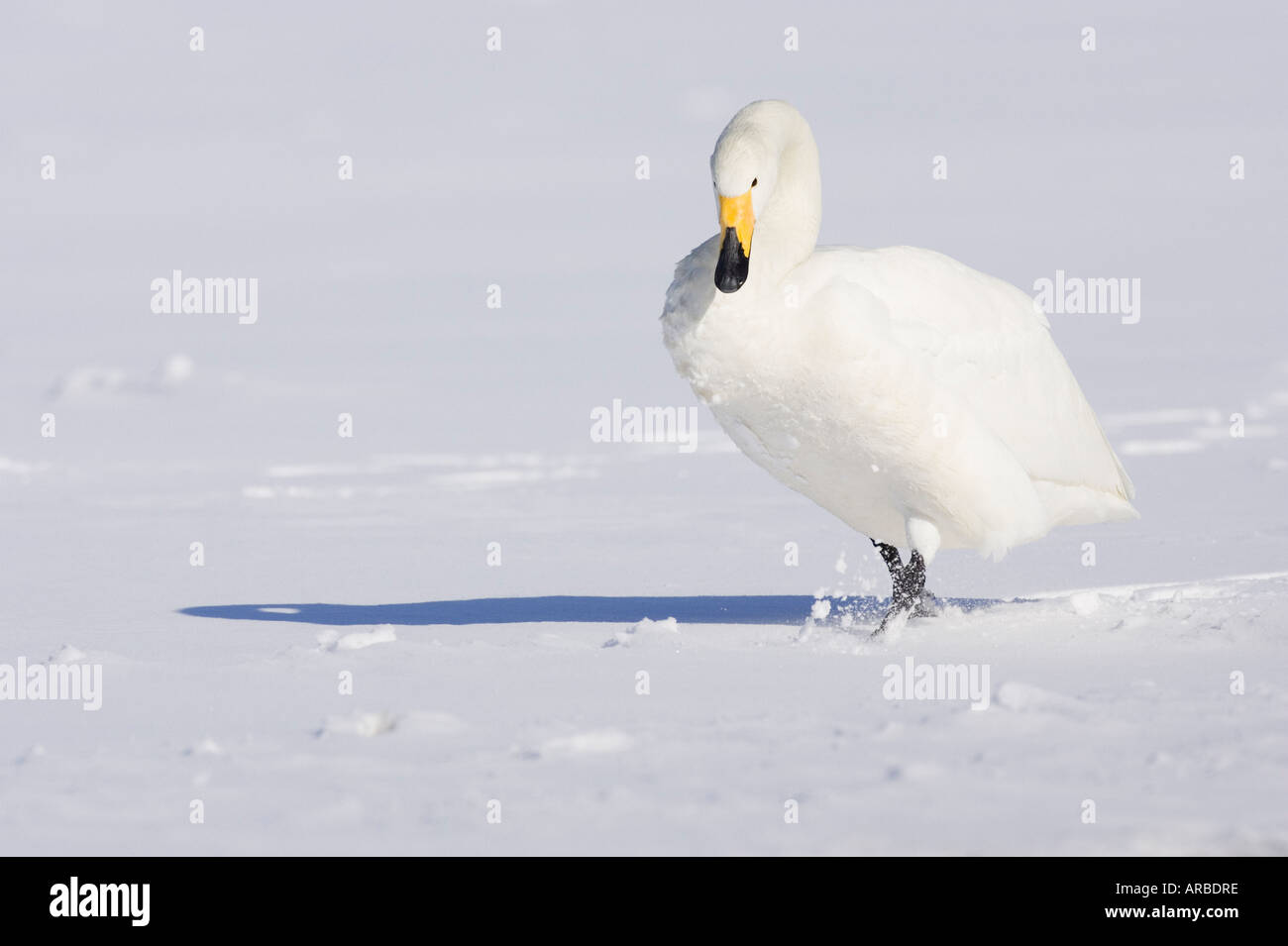 Hokkaido japan single whooper swan hi-res stock photography and images ...
