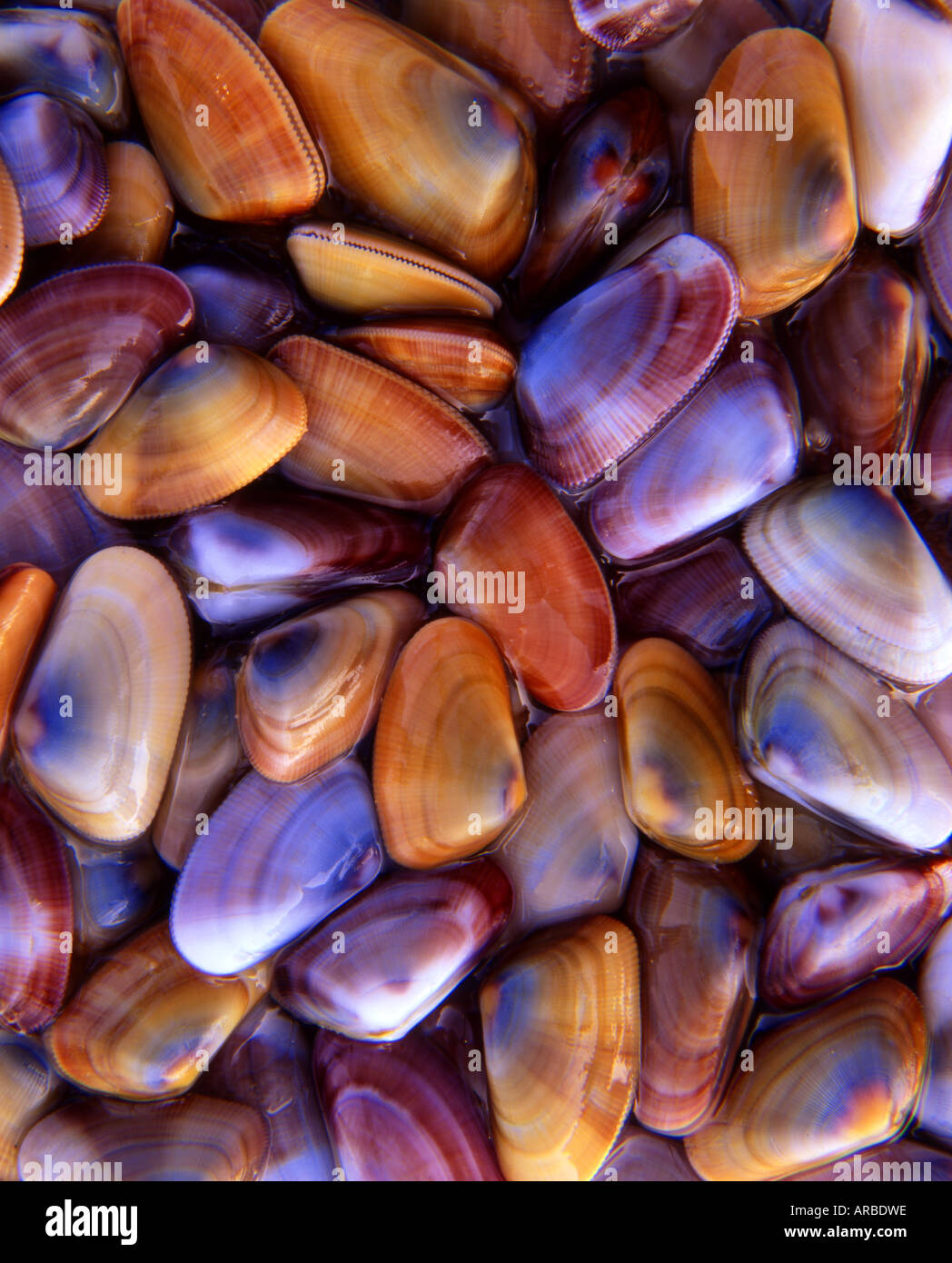 Cochina shells hi-res stock photography and images - Alamy