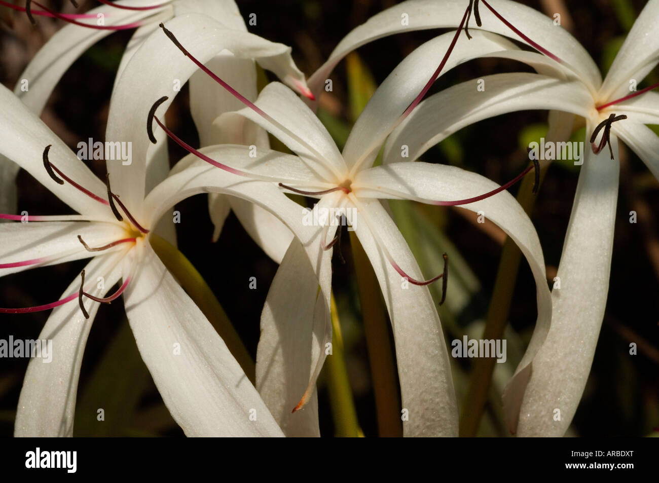 Lily hi-res stock photography and images - Alamy