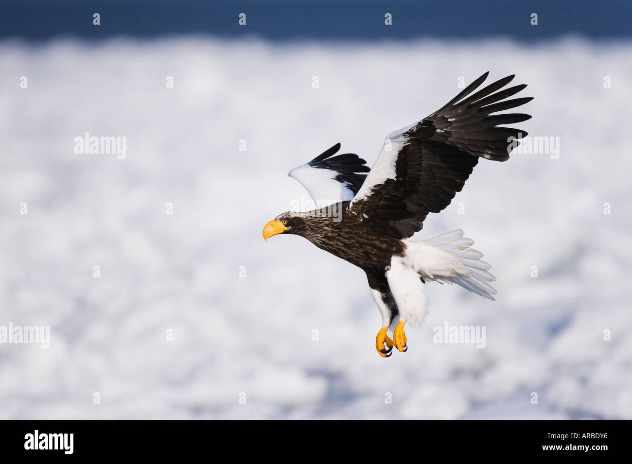 Steller's Sea Eagle, Shiretoko Peninsula, Hokkaido, Japan Stock Photo ...