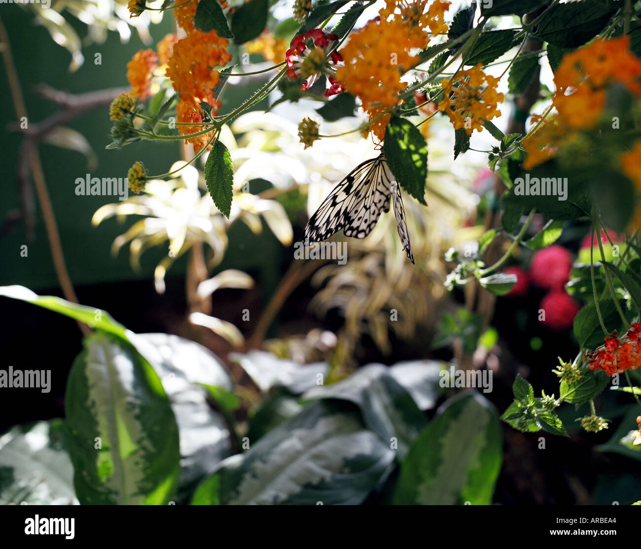 Magnificent swallowtail hi-res stock photography and images - Alamy