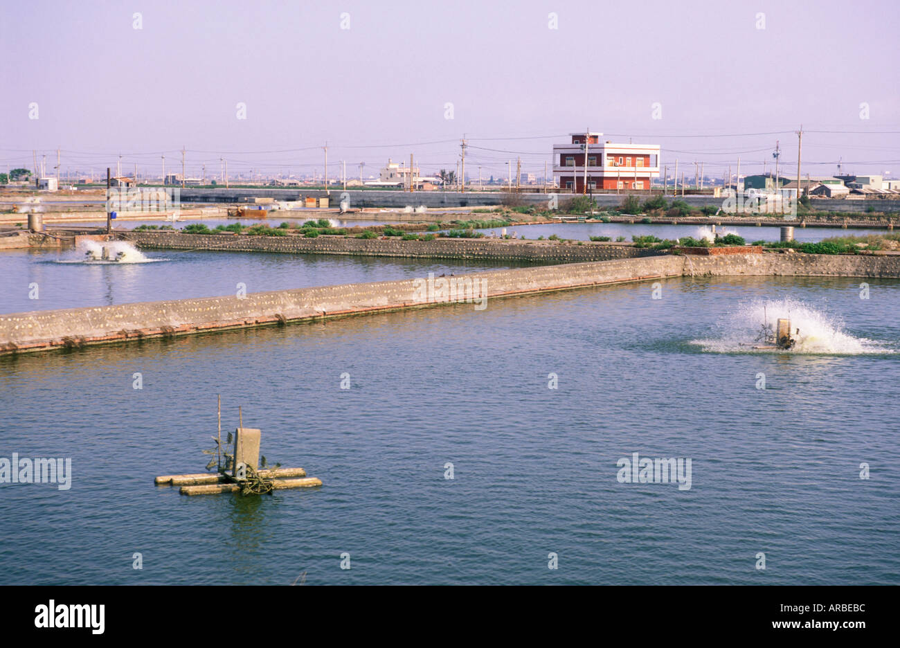 Grouper fish farming hi-res stock photography and images - Alamy