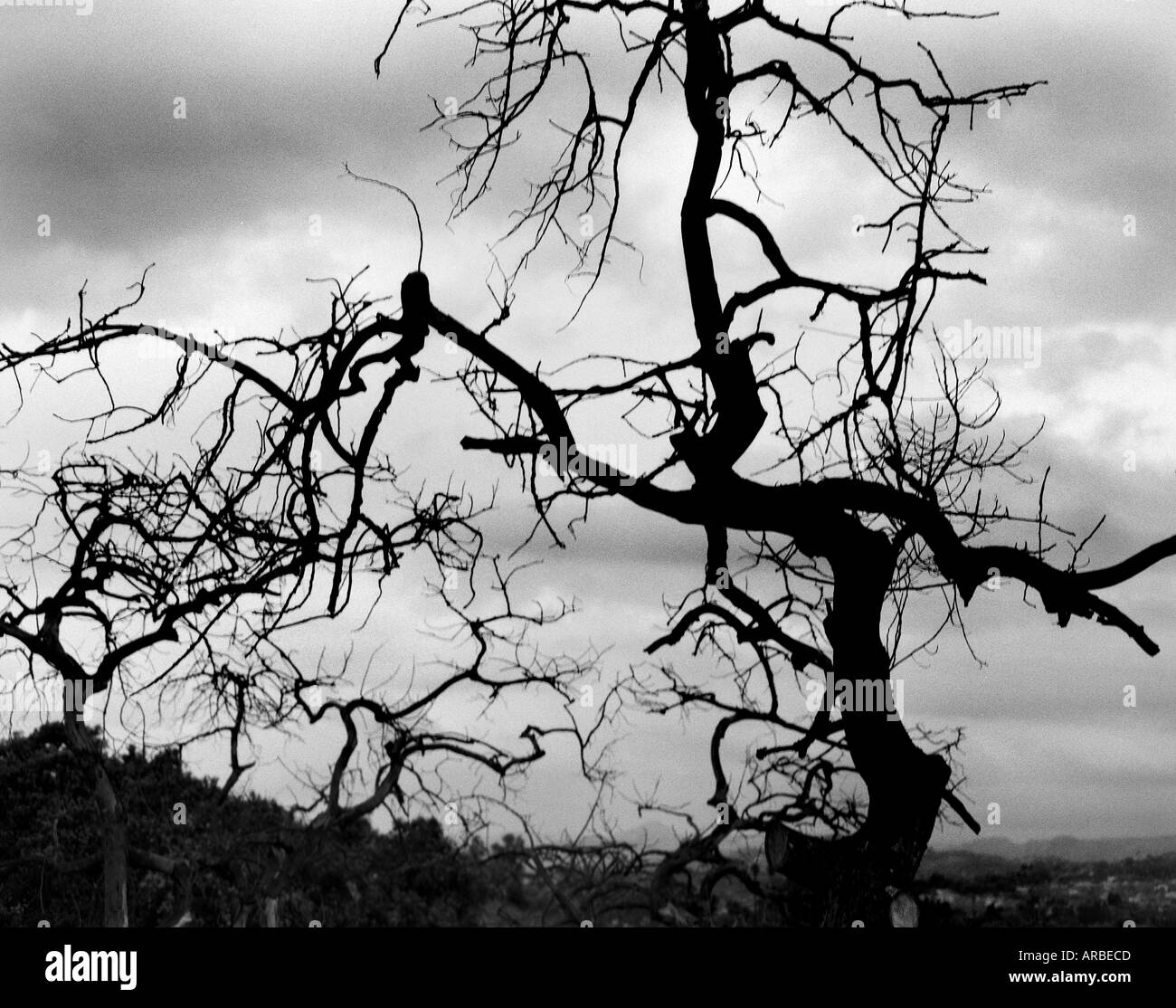 Twisted old dead tree Stock Photo - Alamy