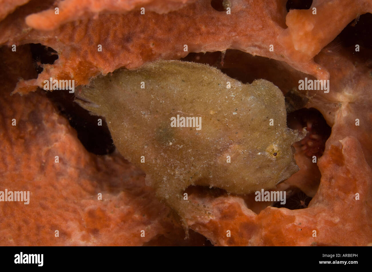 Dwarf frogfish hi-res stock photography and images - Alamy