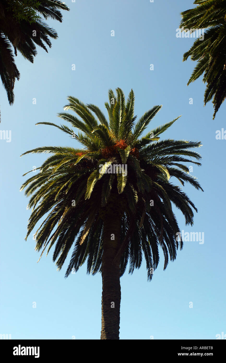 Phoenix Palm Tree Three 3 Stock Photo - Alamy