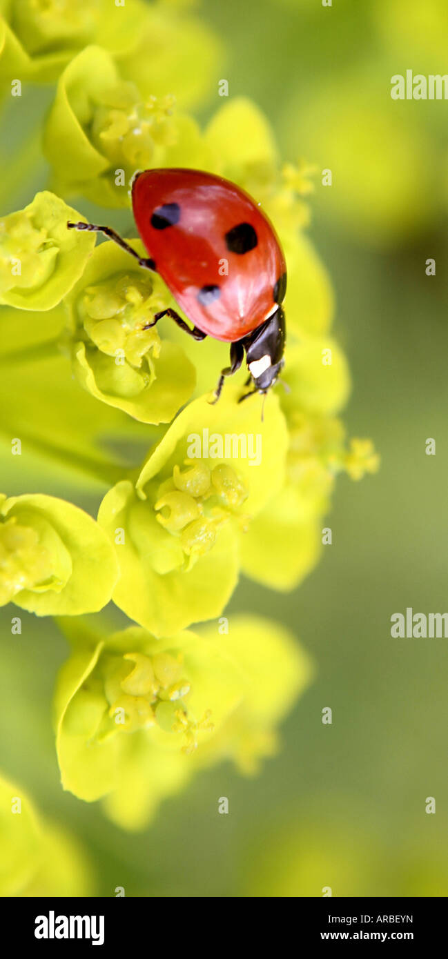 Lady bugs on flowers hi-res stock photography and images - Alamy