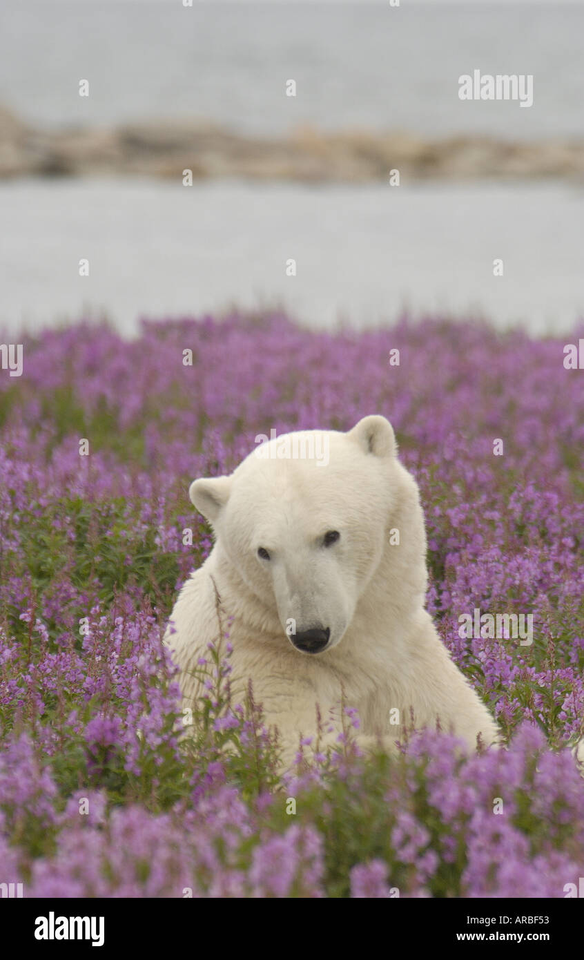 Polar Bear resting on coastal rocky island with tundra fireweed Stock ...