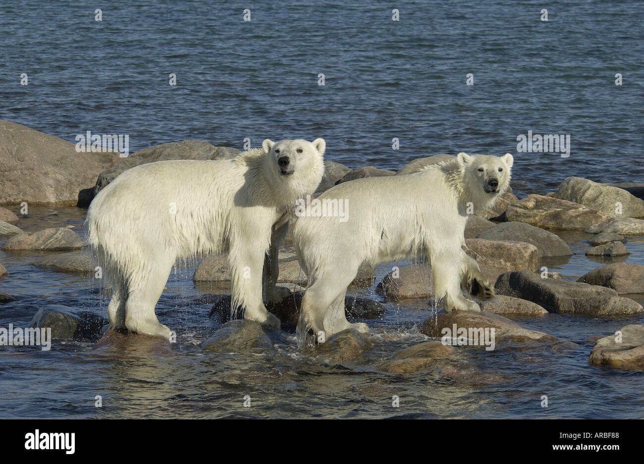 Mother Polar Bear ursus maritimus with cub dripping on rock sub arctic ...