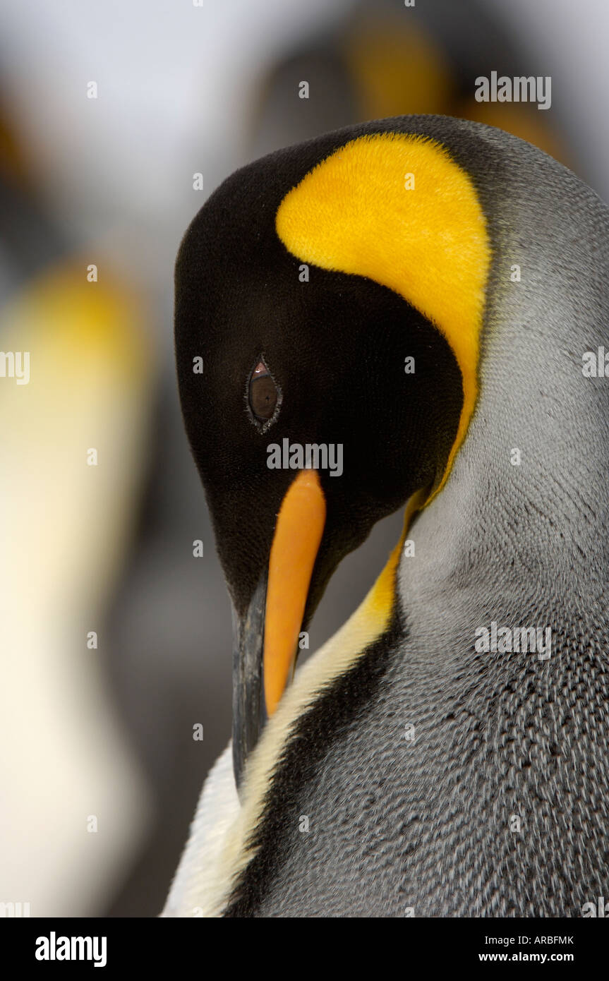 King Penguin Aptenodytes patagonicus Right Whale Bay South Georgia ...