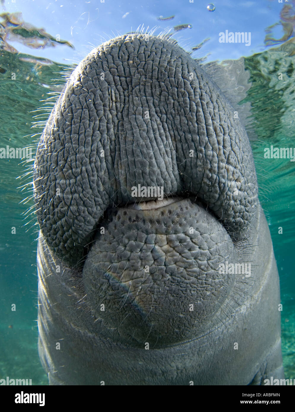 Manatee Mouth