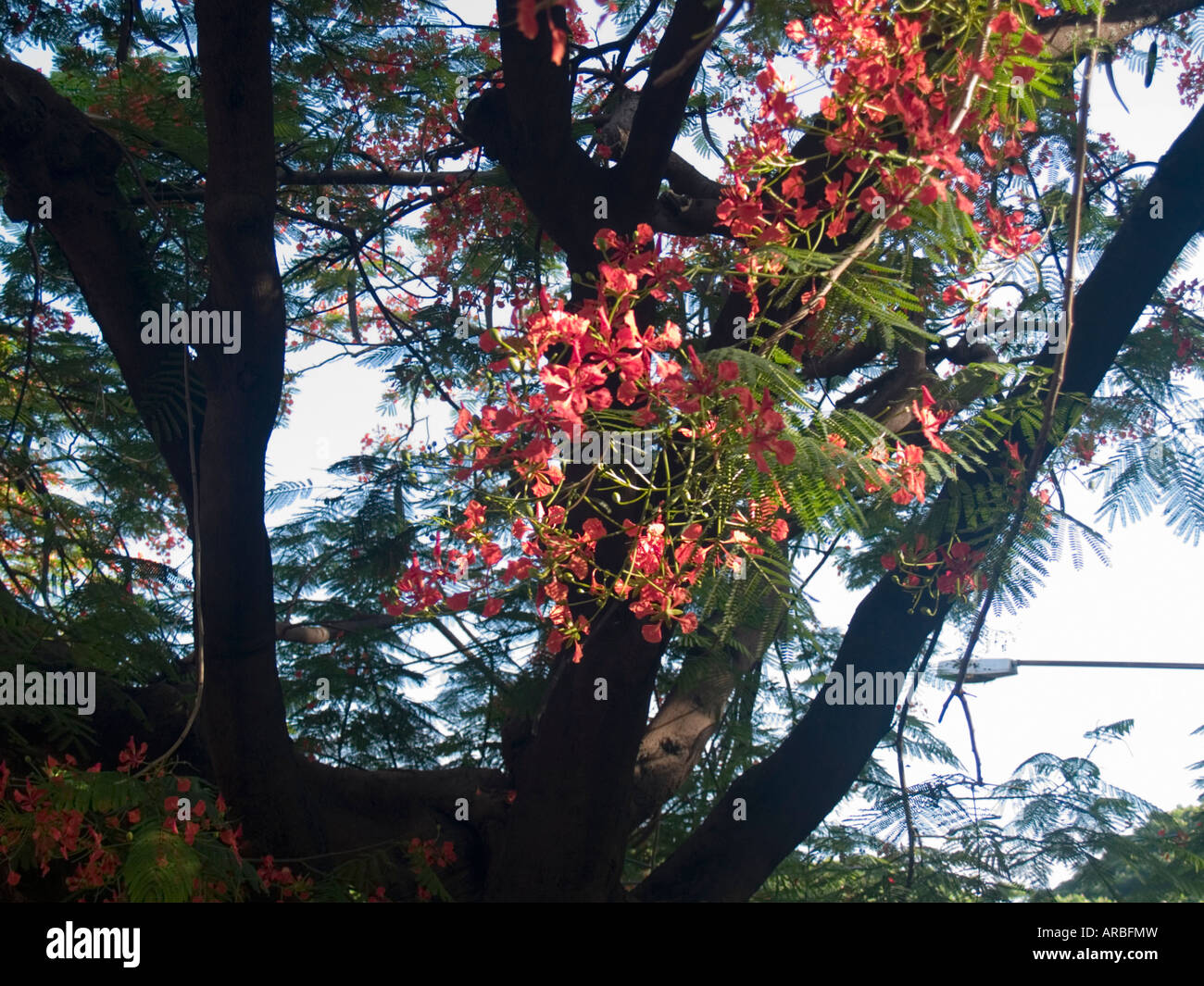 Flamboyant tree seeds hi-res stock photography and images - Alamy