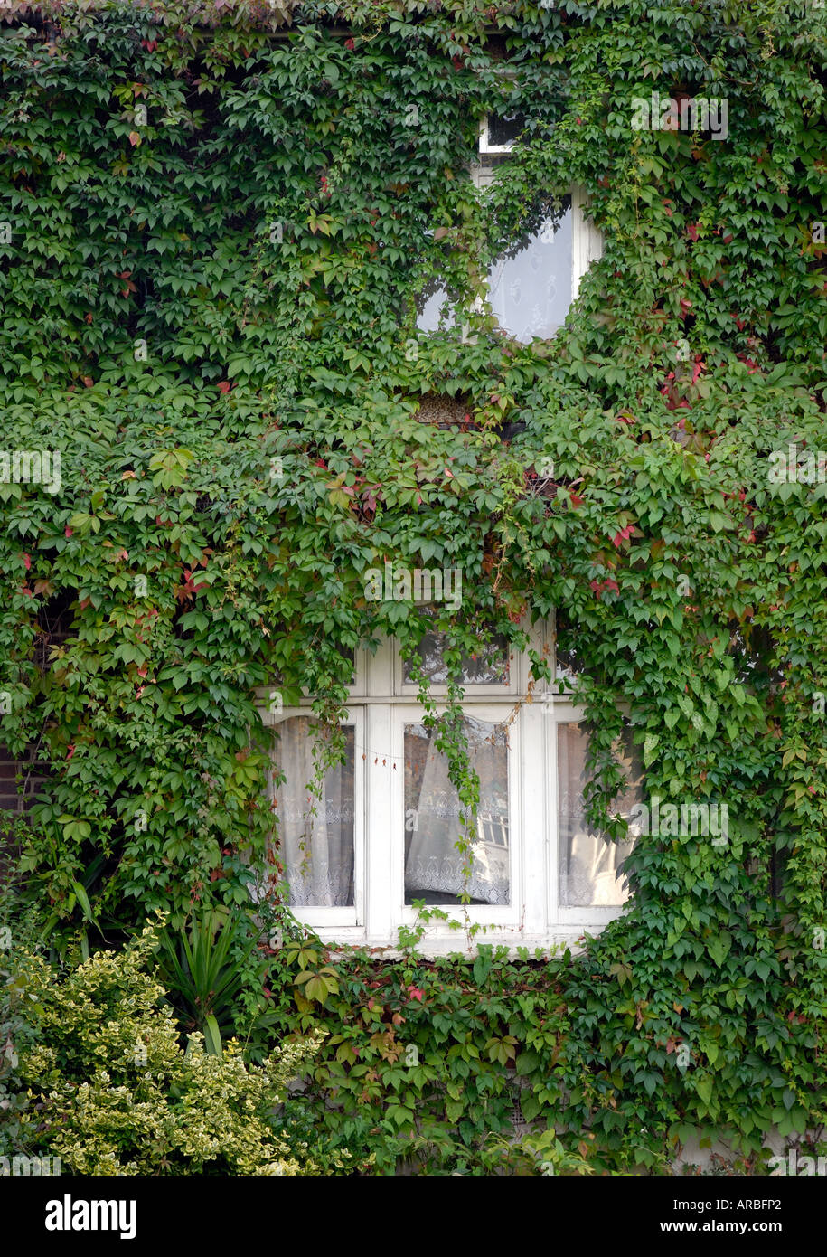 Front bay window of a house covered in ivy Stock Photo - Alamy