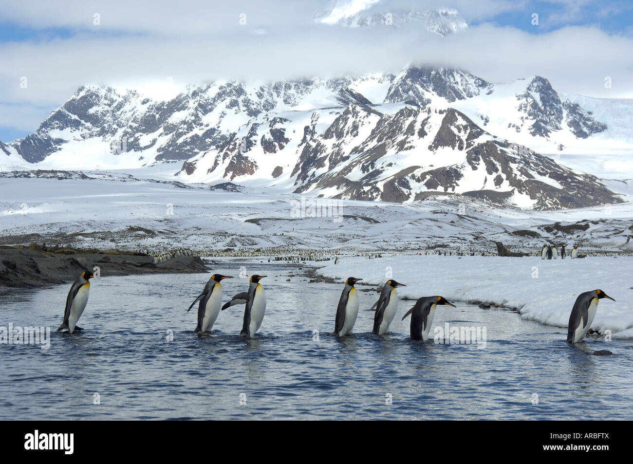 King penguins in line hi-res stock photography and images - Alamy