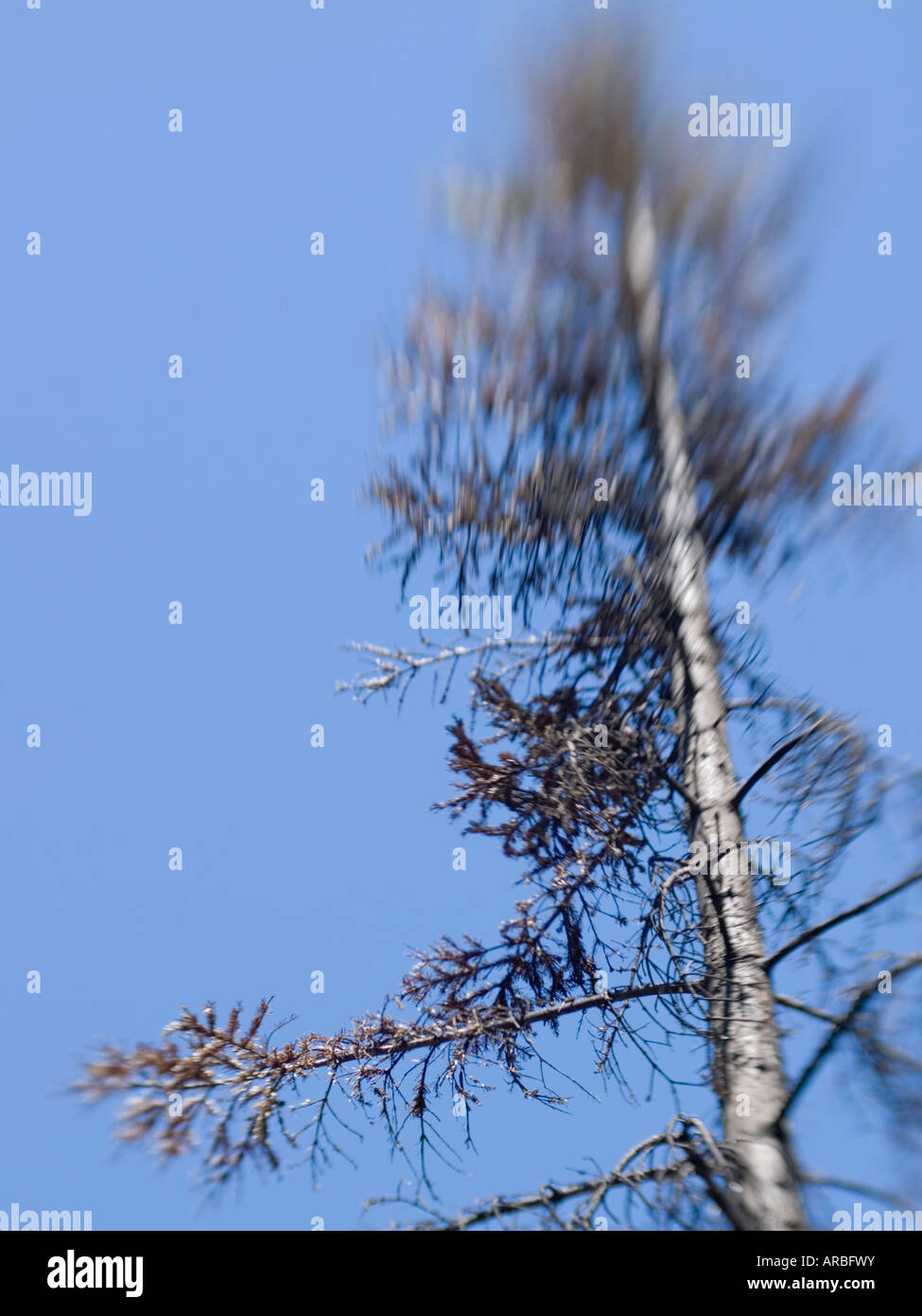 Barren tree branches hi-res stock photography and images - Alamy