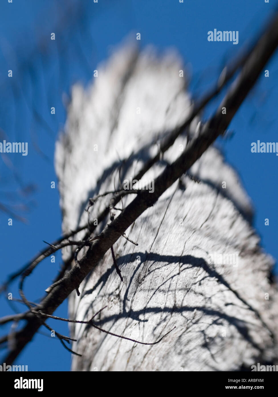 Barren tree branches hi-res stock photography and images - Alamy