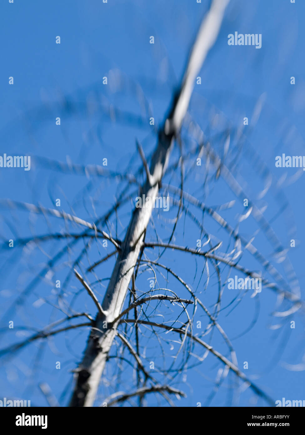 Barren tree branches hi-res stock photography and images - Alamy