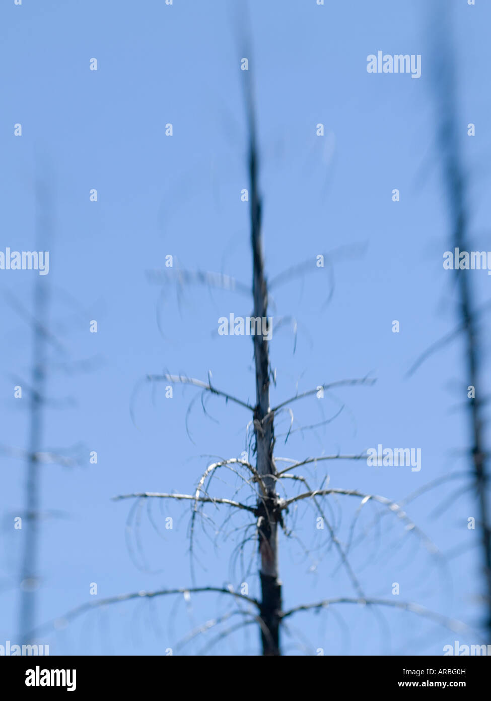 Barren tree branches hi-res stock photography and images - Alamy