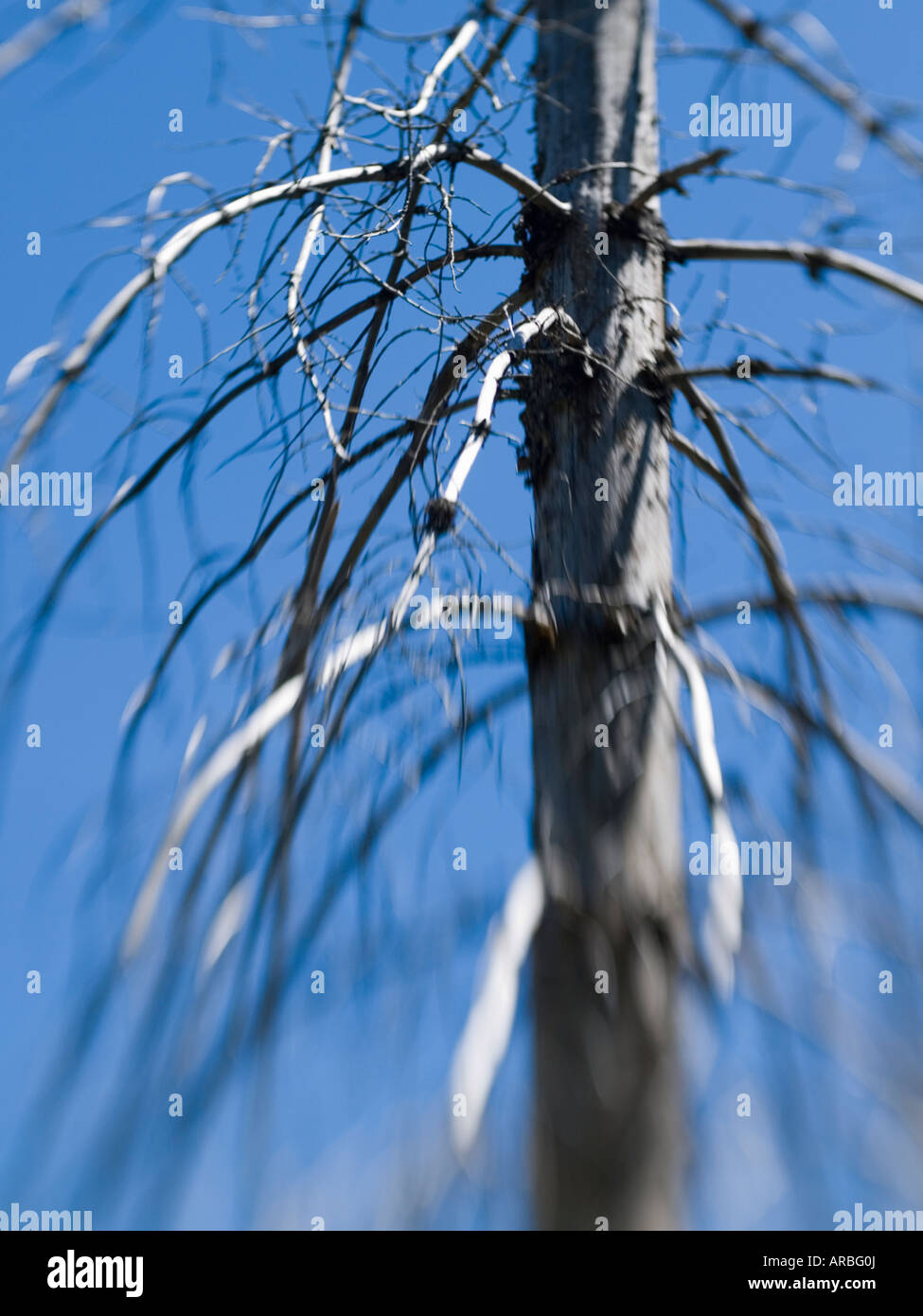 Barren tree branches hi-res stock photography and images - Alamy