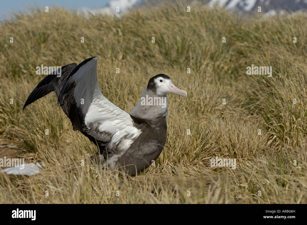 Diomedea Exulans Chick High Resolution Stock Photography and Images - Alamy