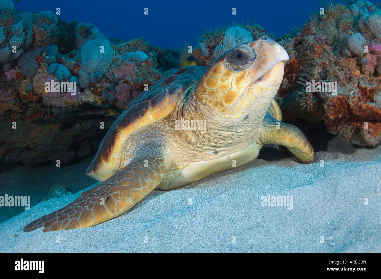 Loggerhead Sea Turtle Caretta caretta in Juno Beach FL Stock Photo - Alamy