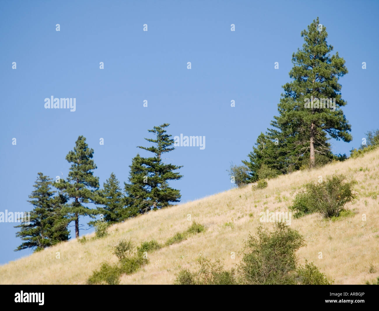 Golden sun on pine trees hi-res stock photography and images - Alamy