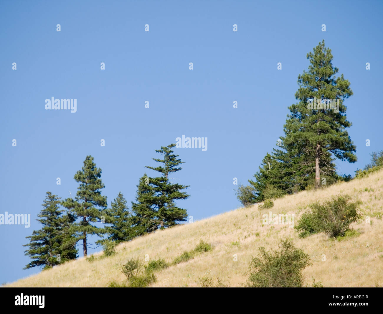 Golden sun on pine trees hi-res stock photography and images - Alamy