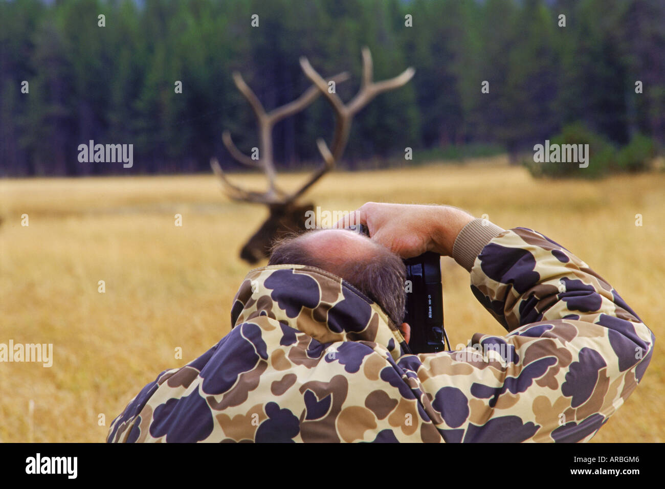 Male elk being photographed by male human in Yellowstone National Park ...