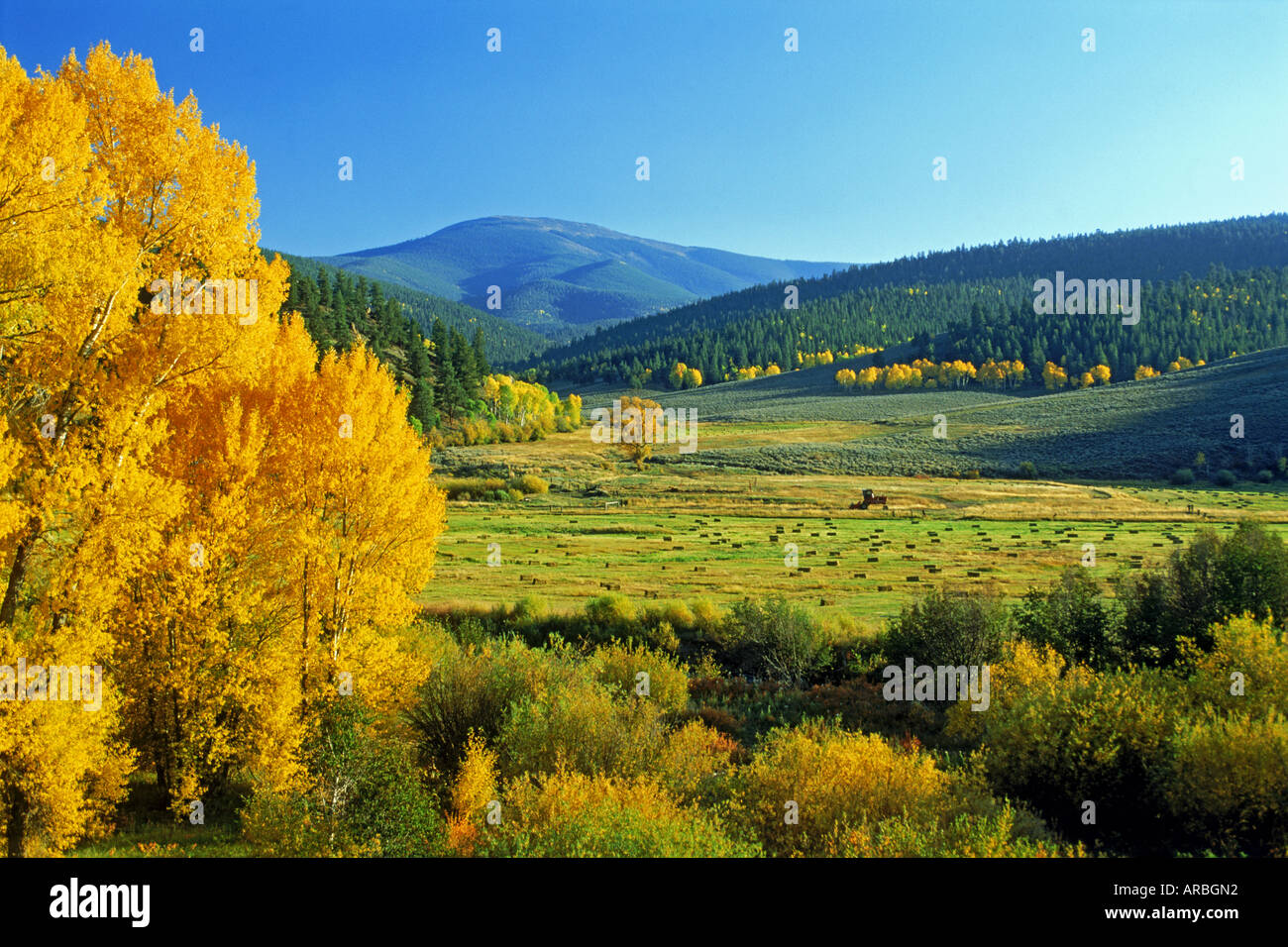 Aspen tree fall autumn colorado hi-res stock photography and images - Alamy