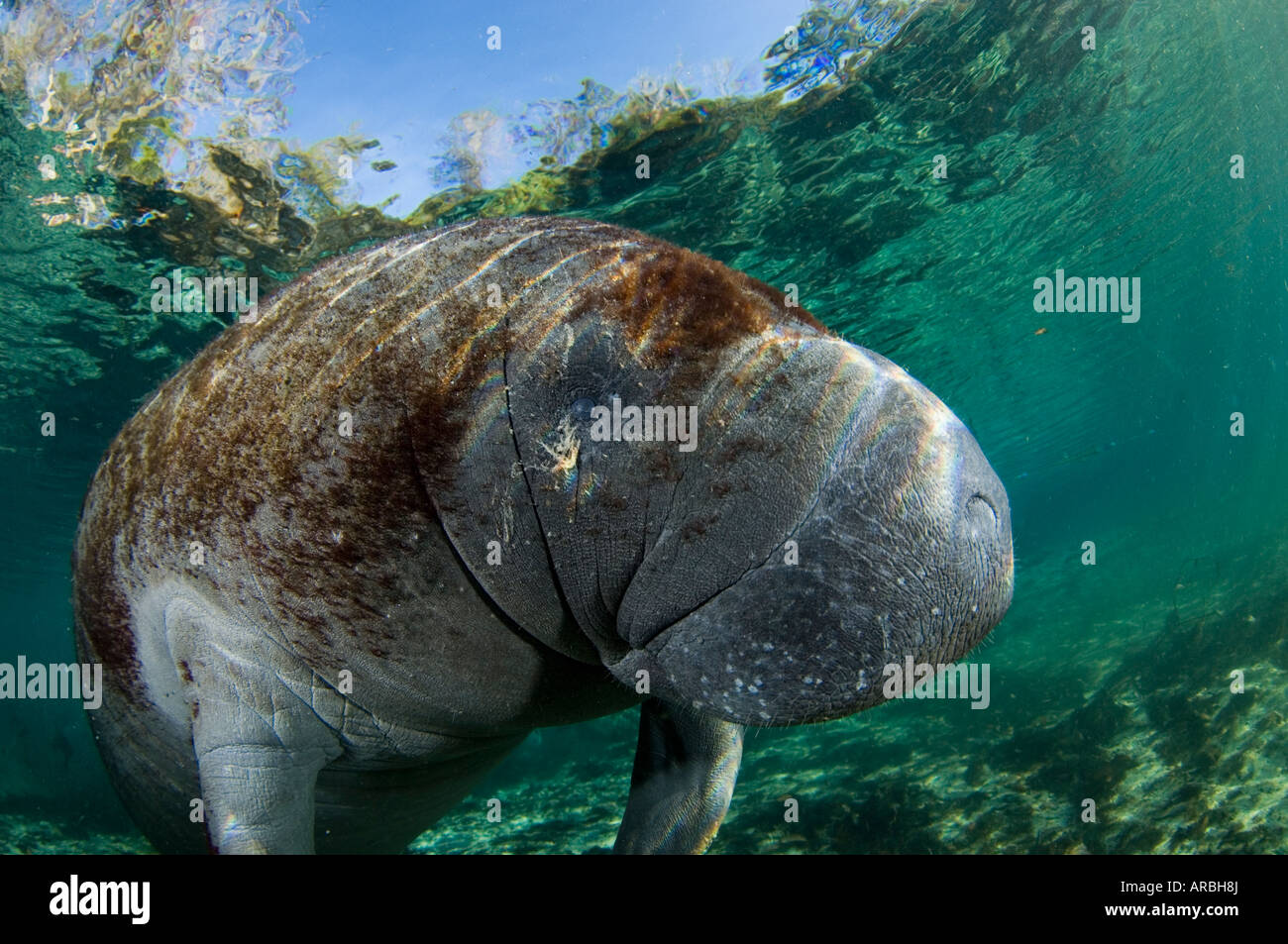 Florida Manatee Trichechus manatus latirostris photographed in Crystal River FL Stock Photo - Alamy