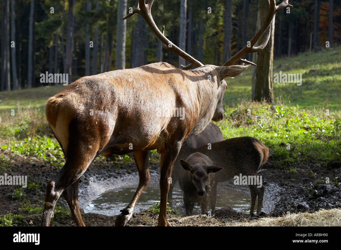 Deer body hi-res stock photography and images - Alamy