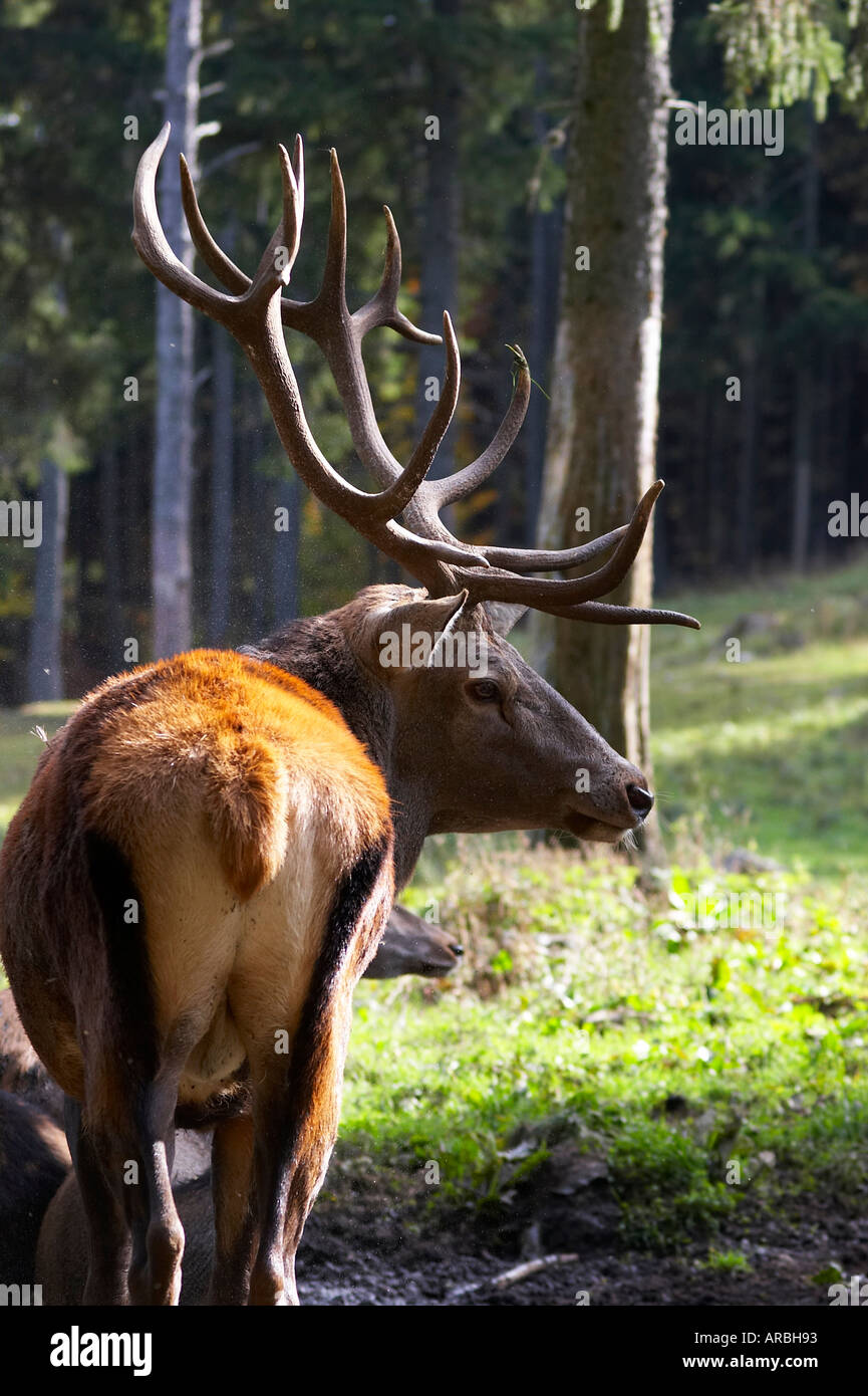 Deer body hi-res stock photography and images - Alamy