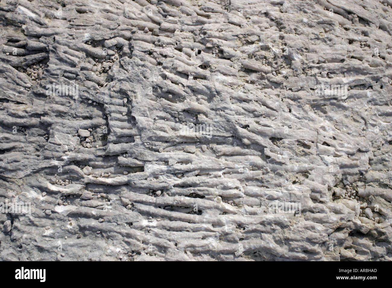 Fossiles hi-res stock photography and images - Alamy