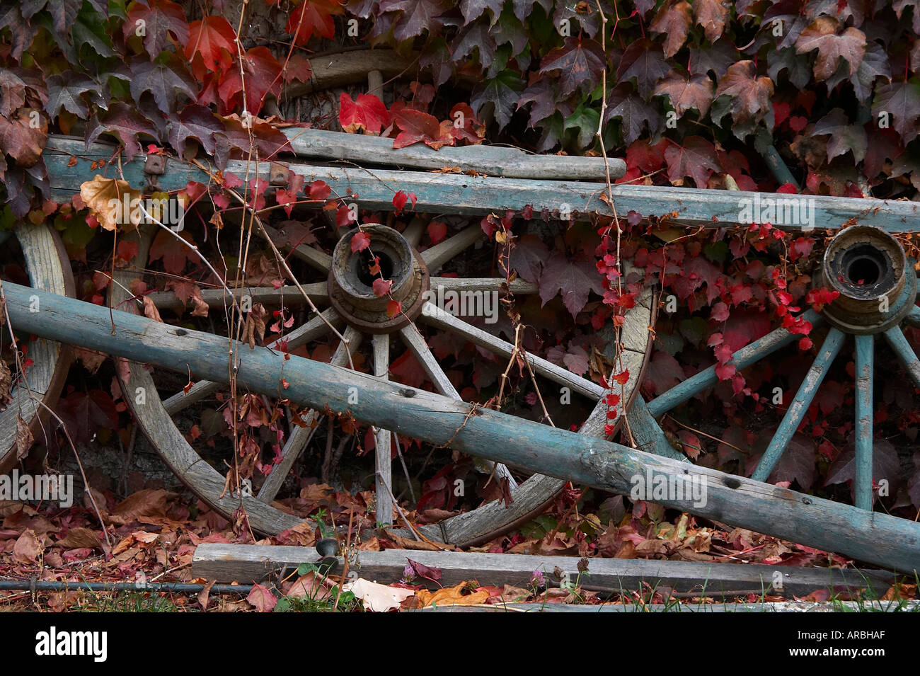 house covered by autumn leaves Stock Photo - Alamy