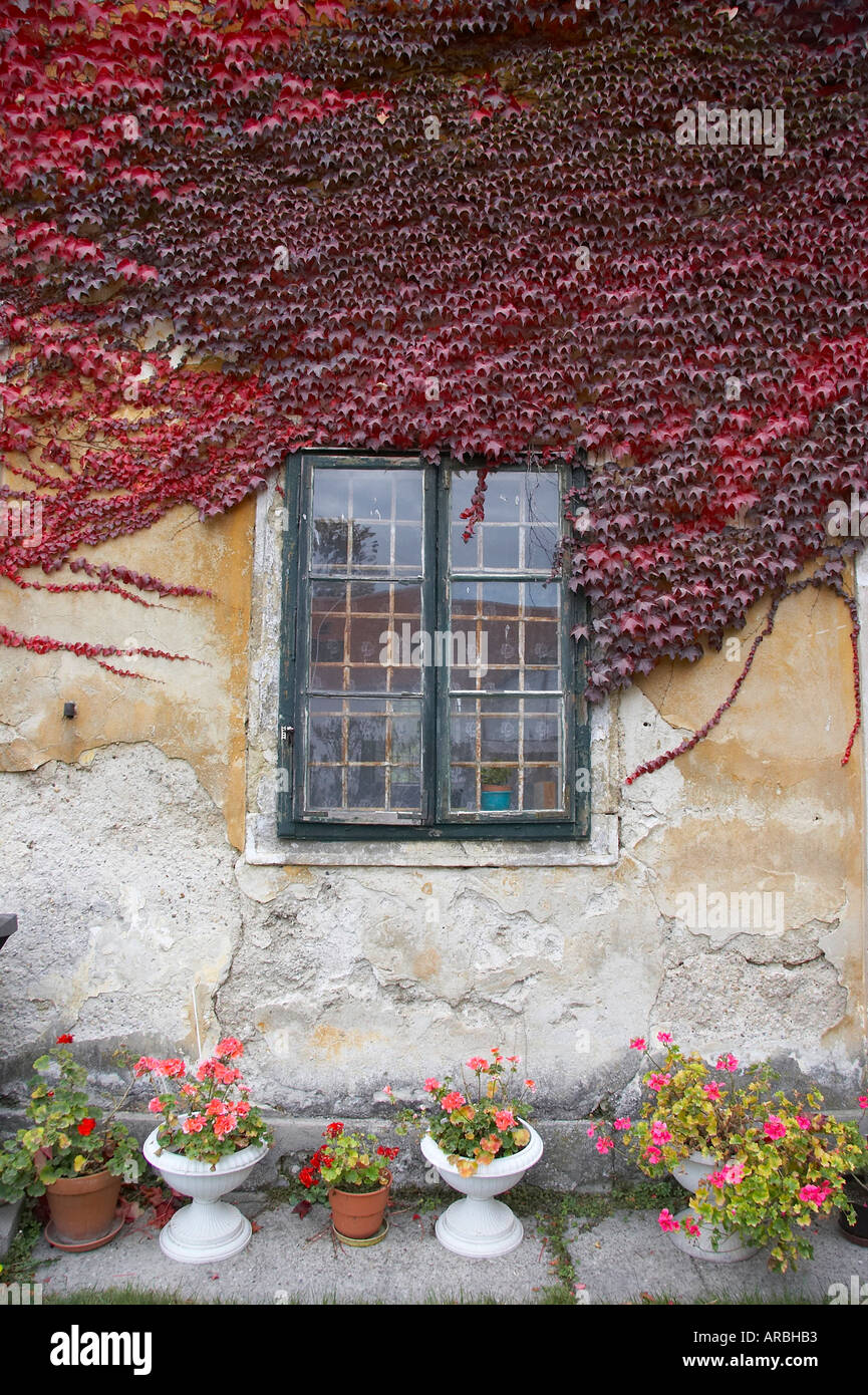 house covered by autumn leaves Stock Photo - Alamy