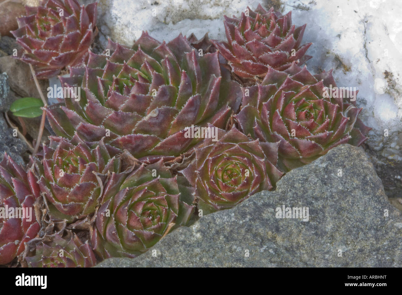housleek in a garden setting Stock Photo - Alamy