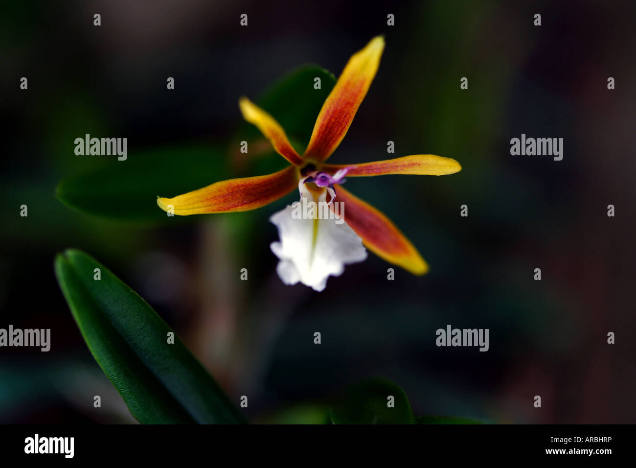 Dinema polybulbon hi-res stock photography and images - Alamy