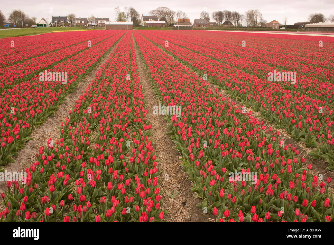 The famous tulip fields in North Holland, the Netherlands produce ...