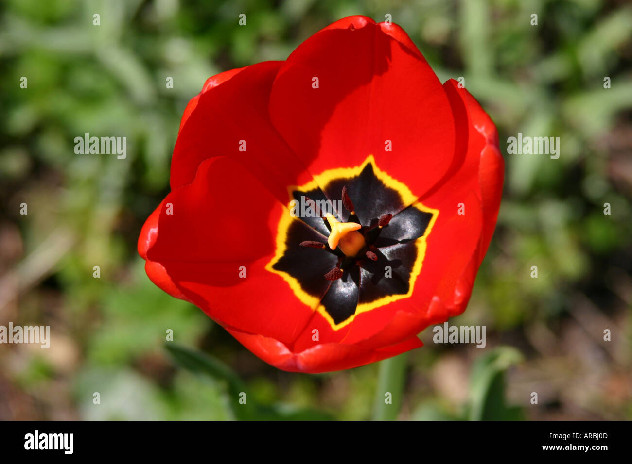 Tulip tulipa sp flower garden hi-res stock photography and images - Alamy
