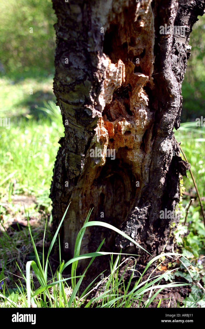 rotten tree trunk Stock Photo - Alamy