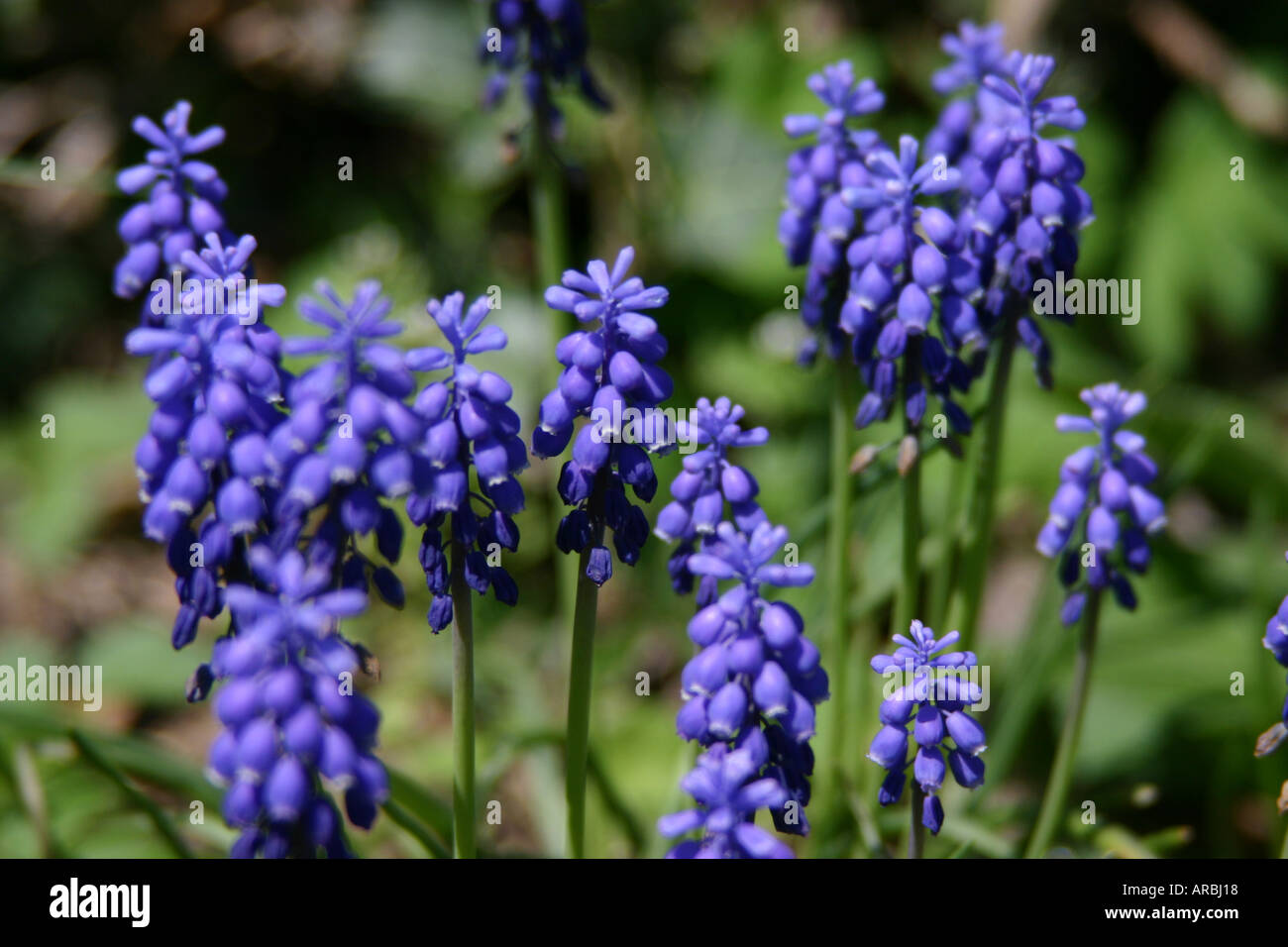 grape hyacinth (muscari botryoides Stock Photo - Alamy