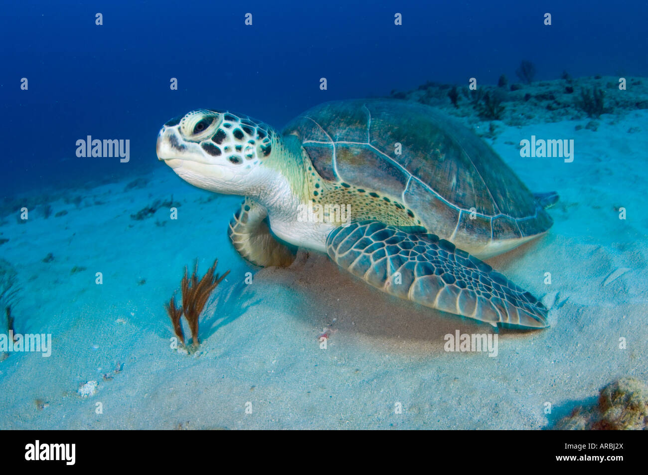 Green sea turtle florida hi-res stock photography and images - Alamy