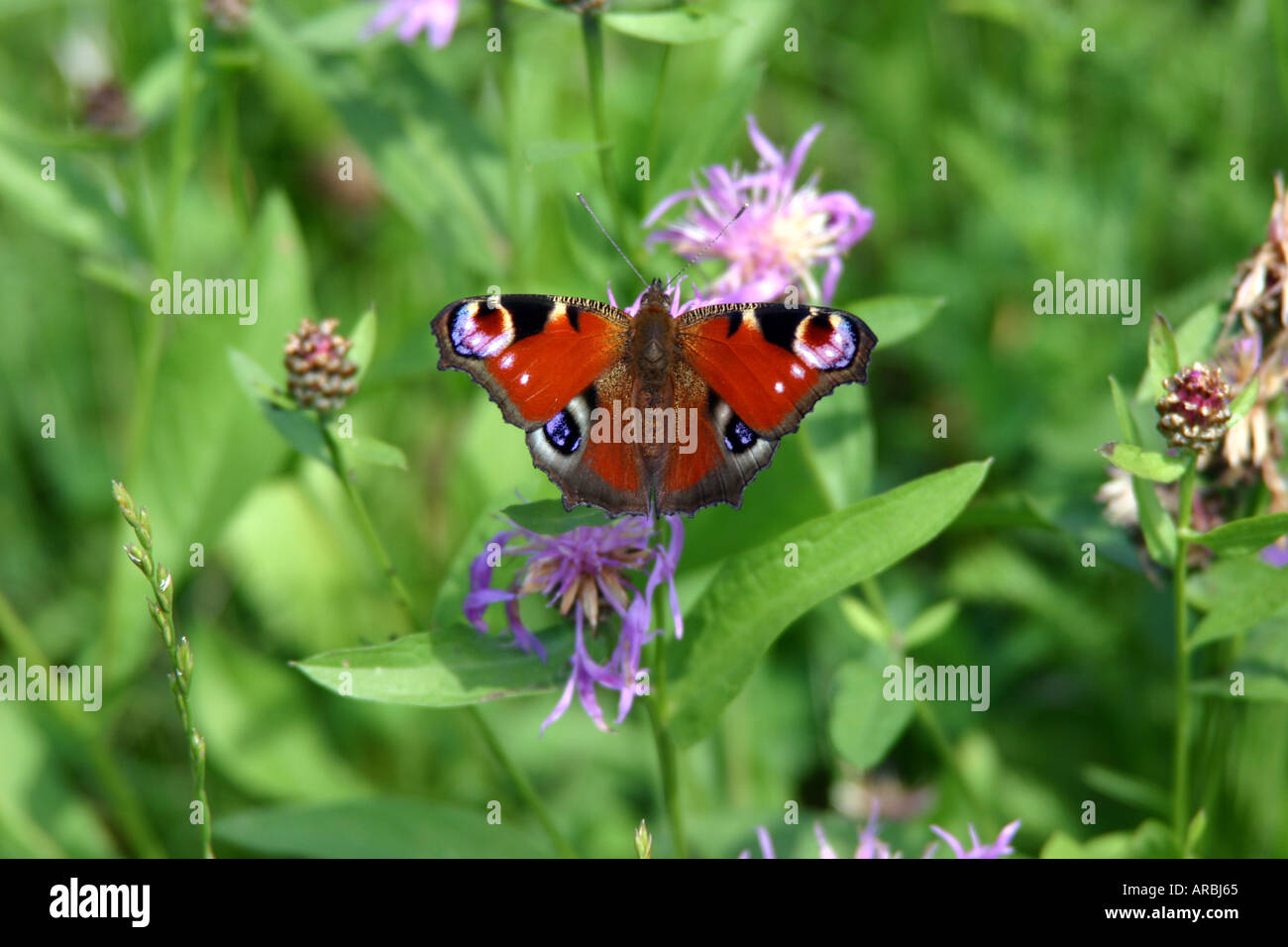 Peacock movement hi-res stock photography and images - Alamy
