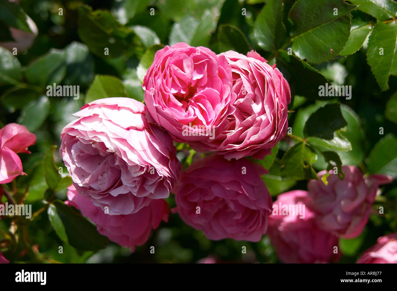 rose (rosa sp Stock Photo - Alamy