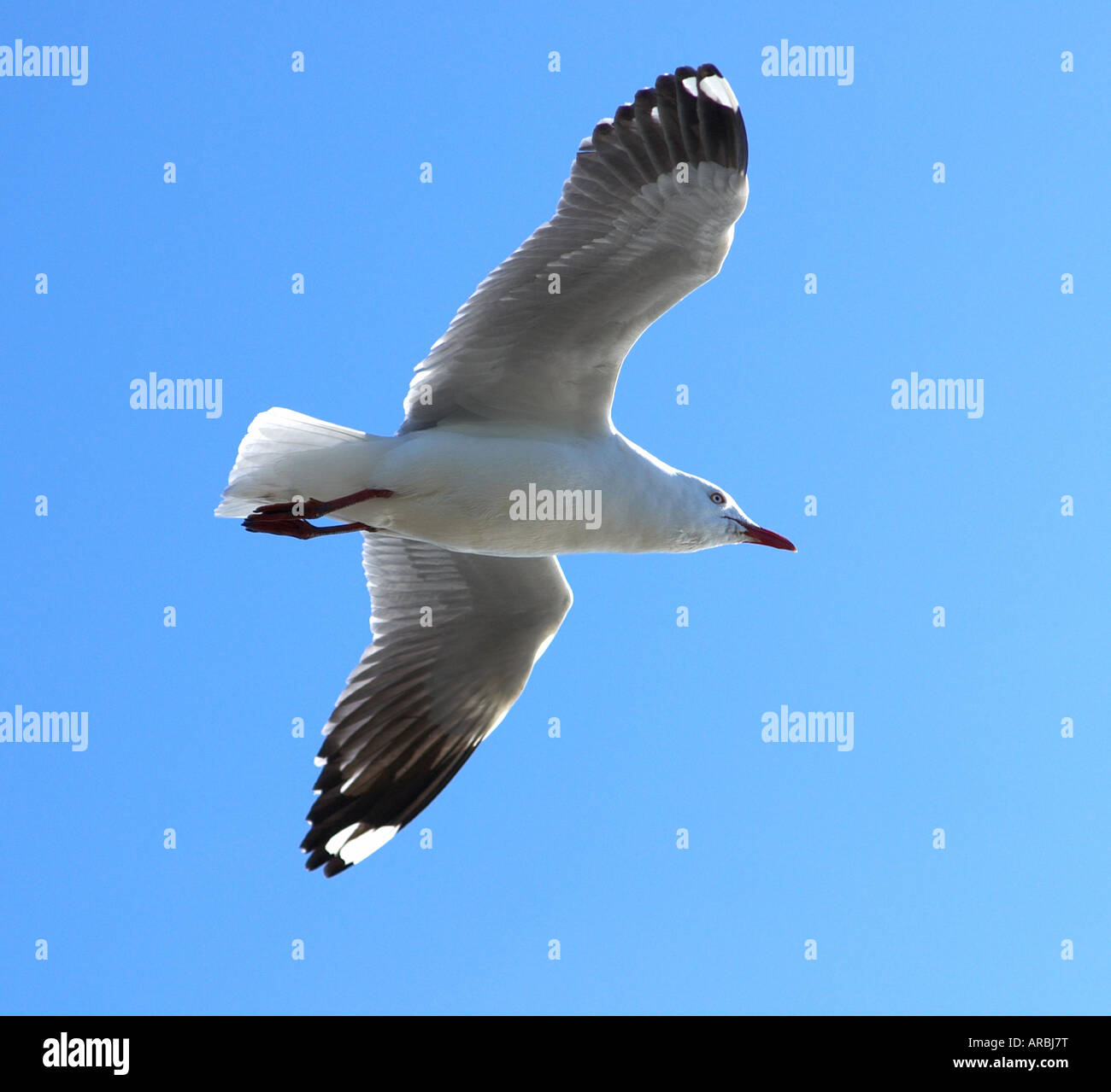 Australian seagull hi-res stock photography and images - Alamy