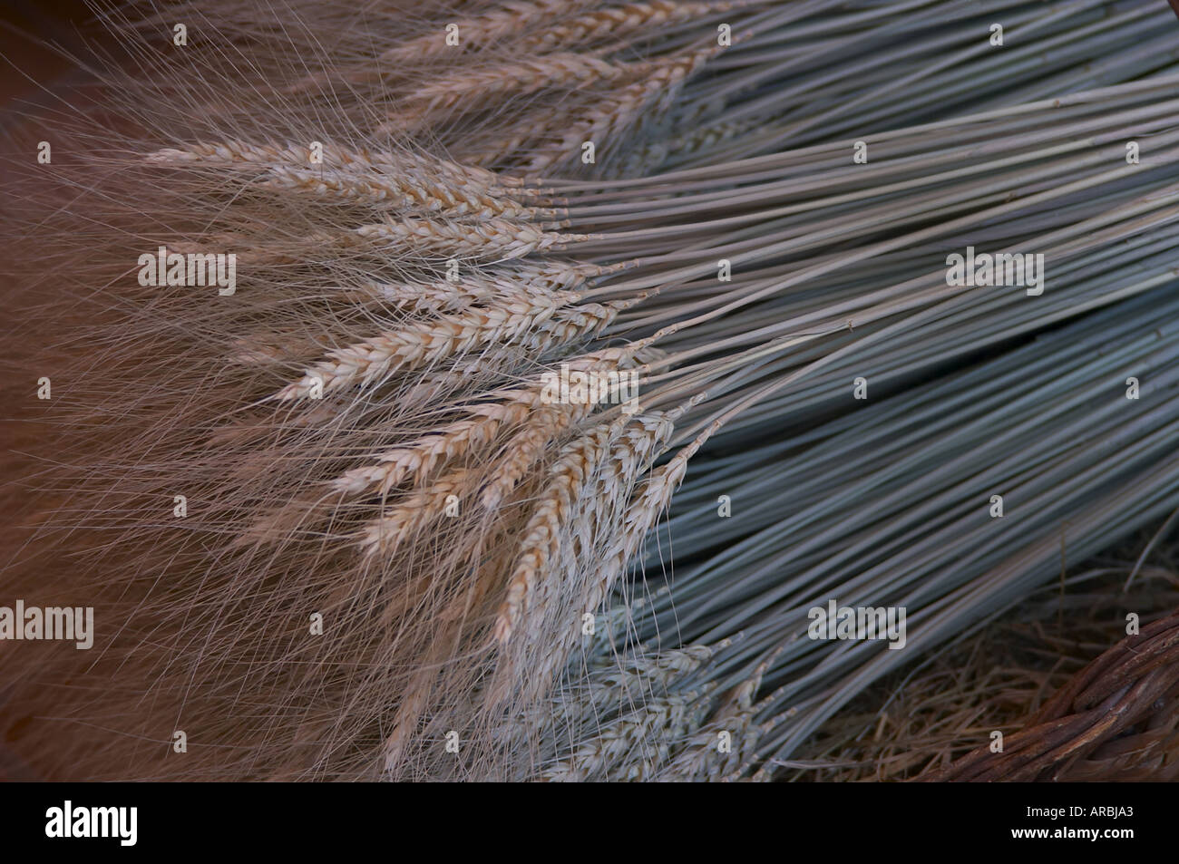 Ear of grain hi-res stock photography and images - Alamy