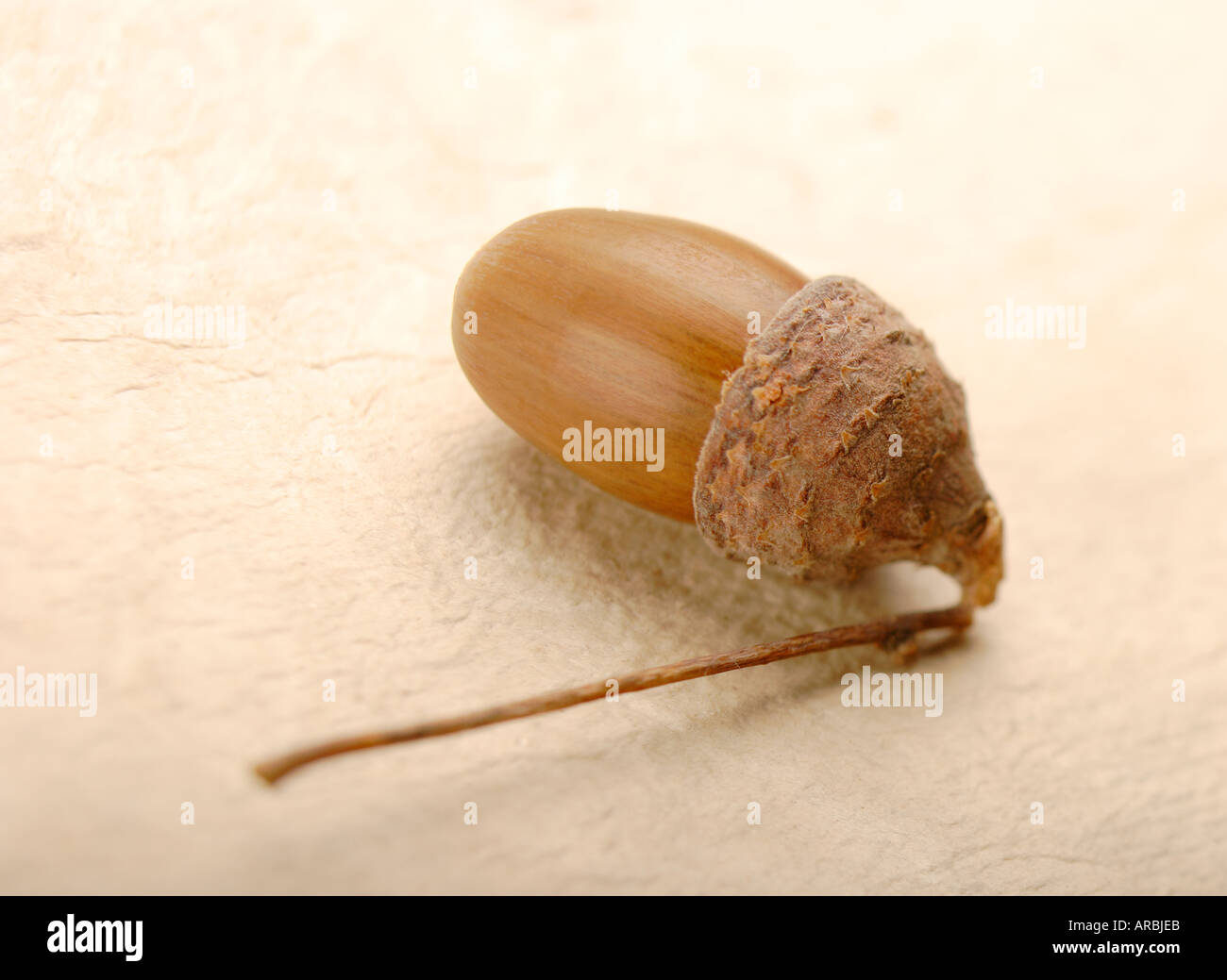 Acorn single hi-res stock photography and images - Alamy