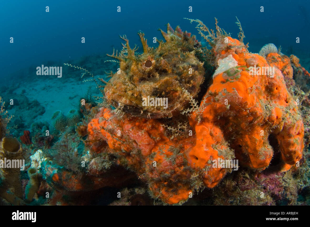 Spotted scorpionfish hi-res stock photography and images - Alamy