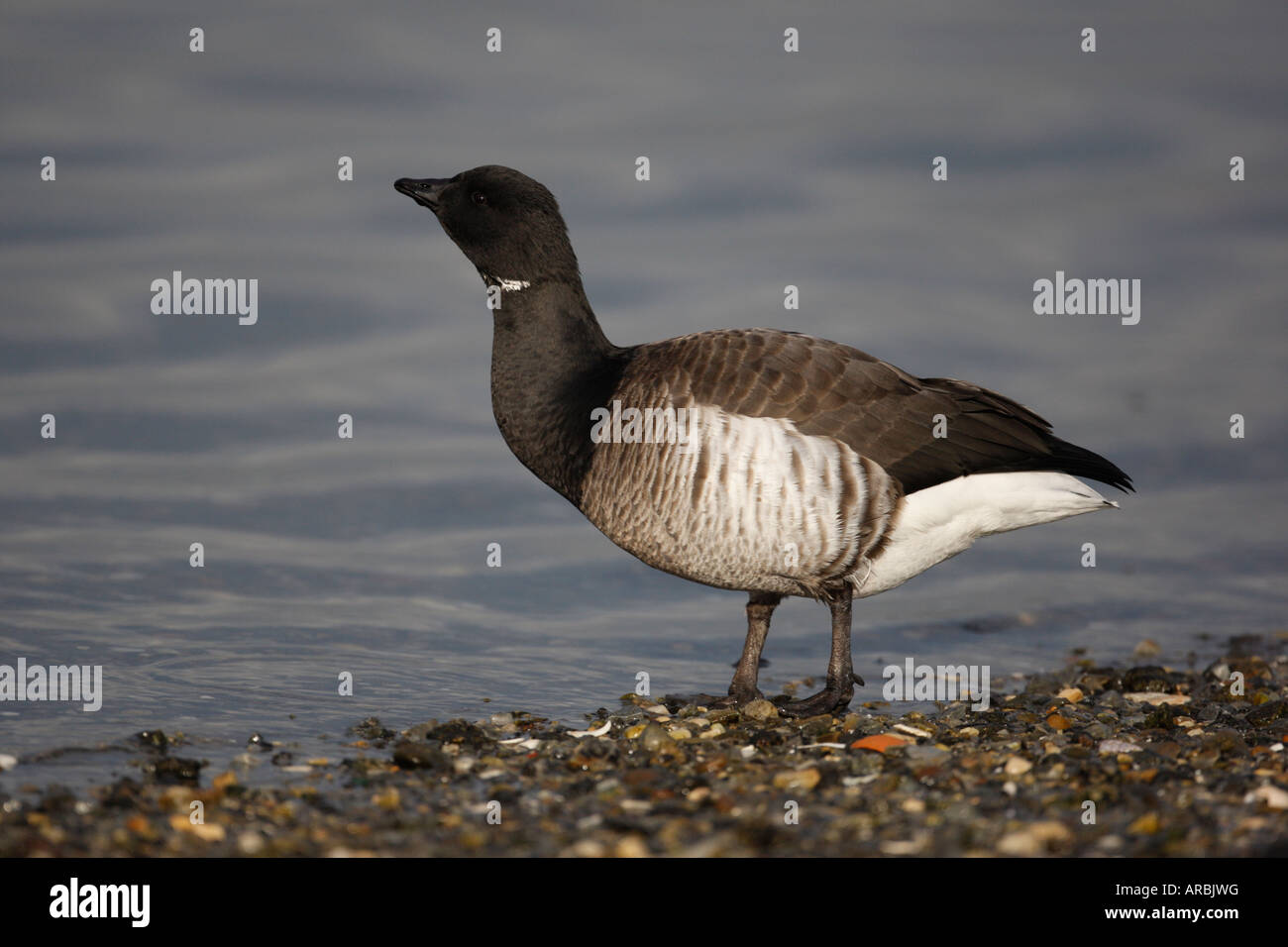Brant goose hi-res stock photography and images - Alamy